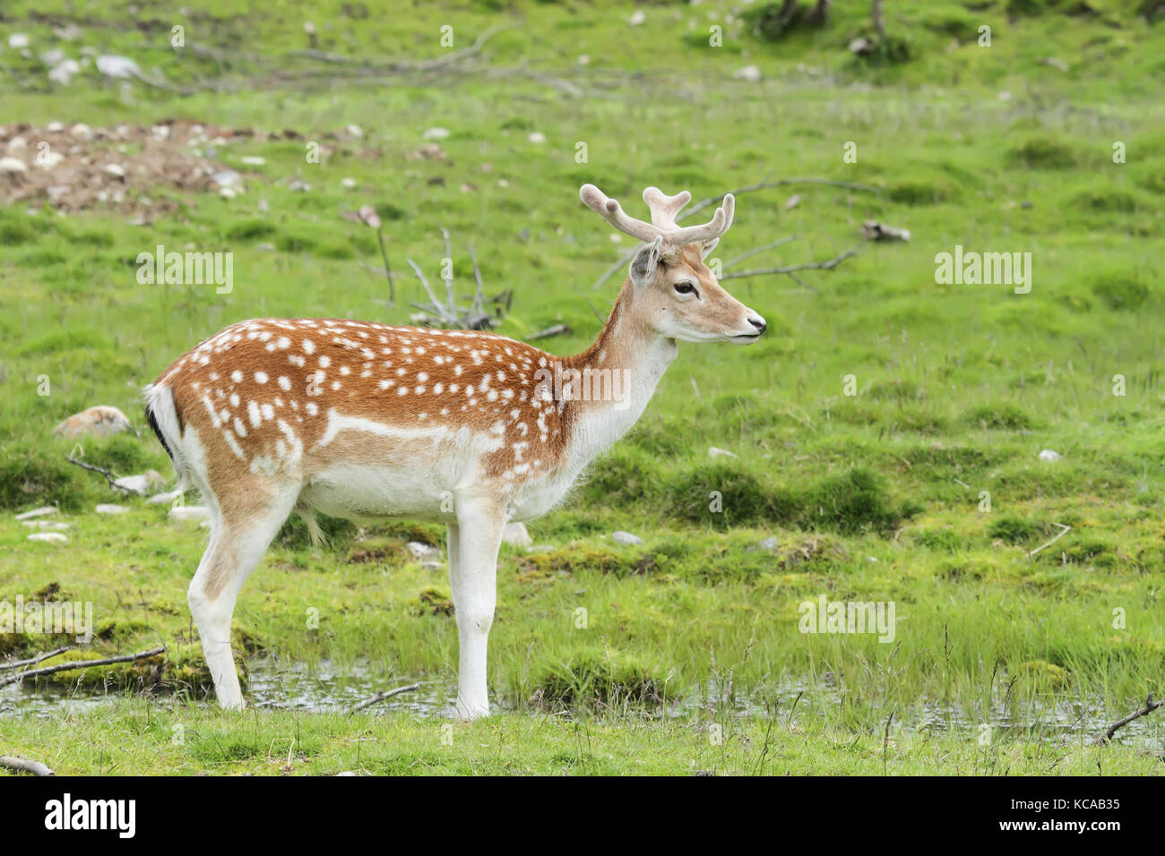 Fallow deer (Dama dama Stock Photo - Alamy