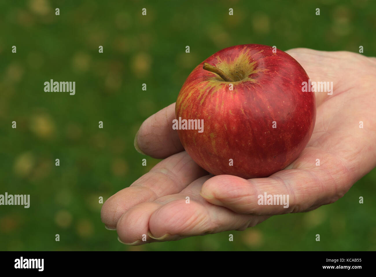 An organic Red Pippin apple in the palm of an open hand Stock Photo - Alamy