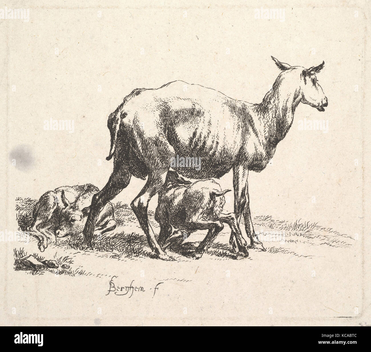 Lamb Etching High Resolution Stock Photography and Images - Alamy