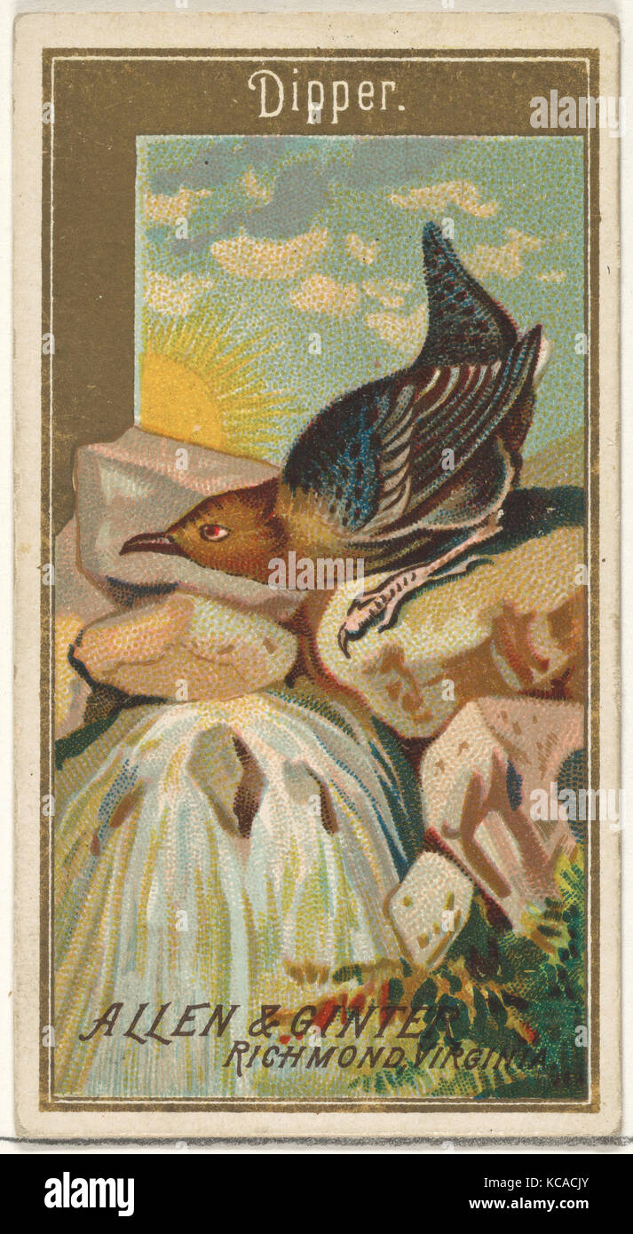 Dipper, from the Birds of America series (N4) for Allen & Ginter ...