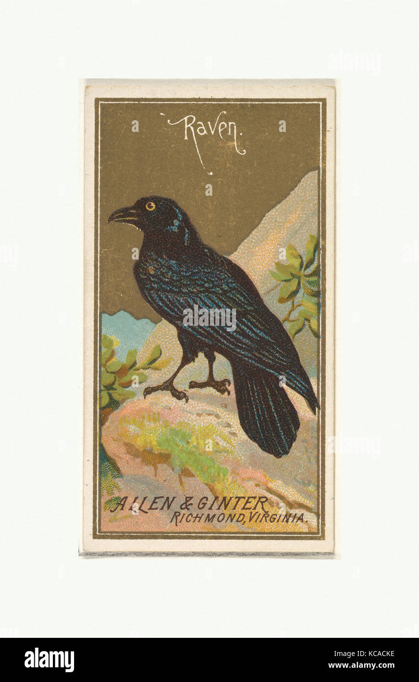 Raven, from the Birds of America series (N4) for Allen & Ginter ...