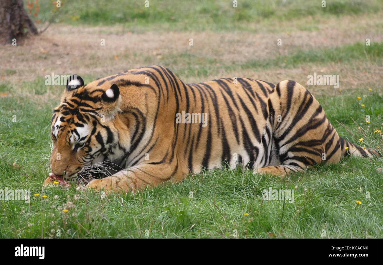 Tigers eating (Panthera Tigris) (2 Stock Photo - Alamy