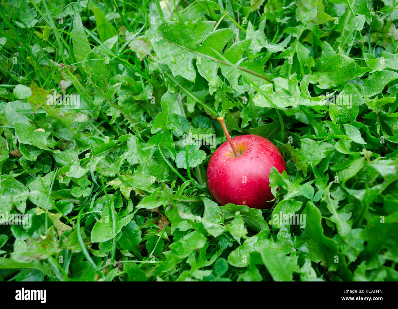 Apple falling from tree hi-res stock photography and images - Alamy