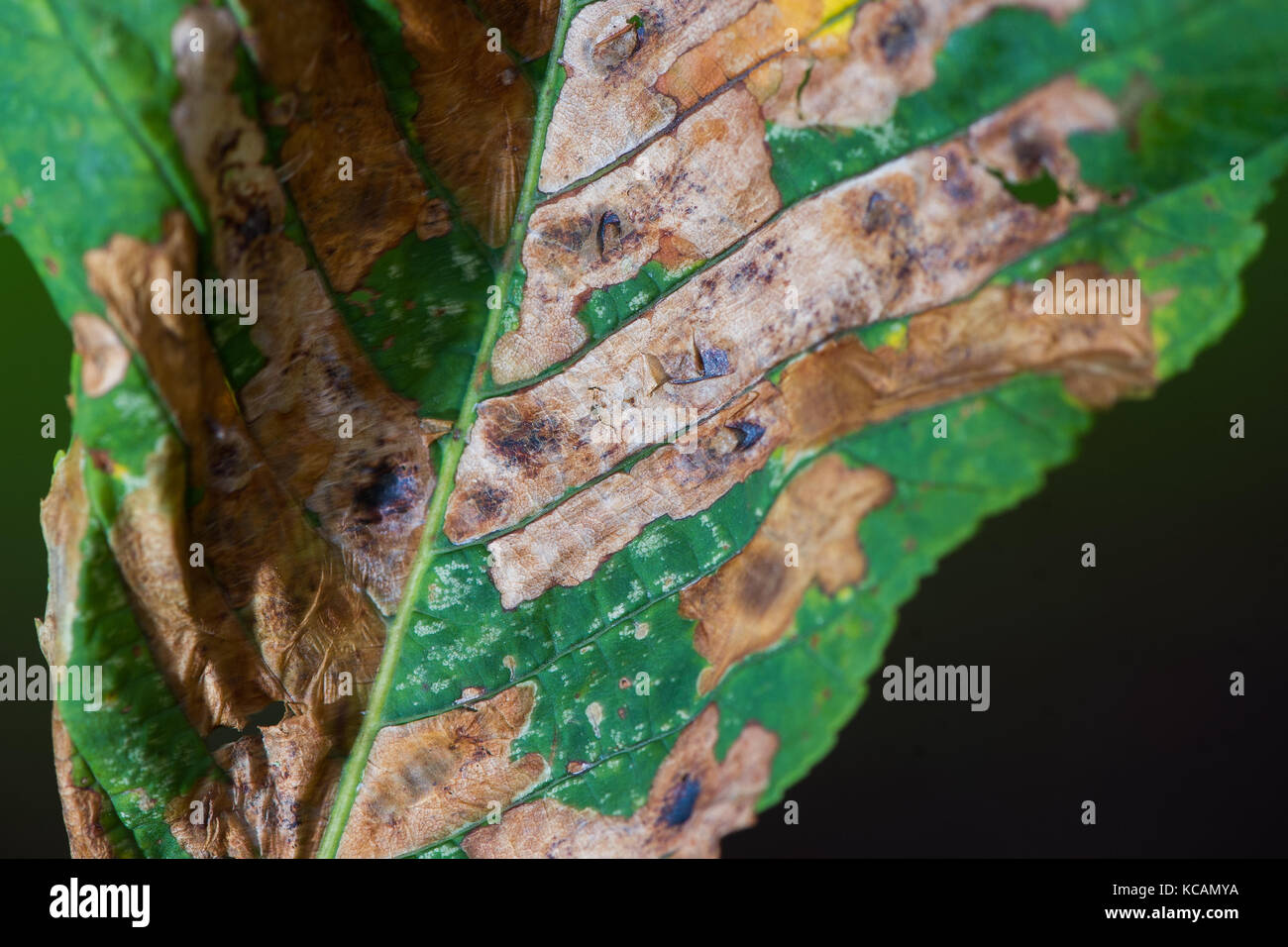 Goettingen, Germany. 27th Sep, 2017. A chestnut leaf damaged by moths ...