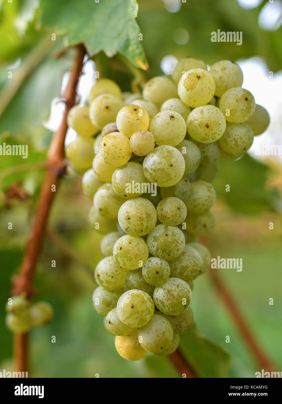 Pillgram hi-res stock photography and images - Alamy