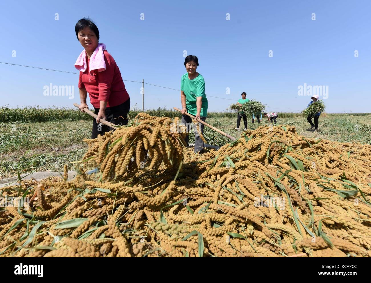 Shijiazhuang, China's Hebei Province. 4th Oct, 2017. Farmers harvest ...