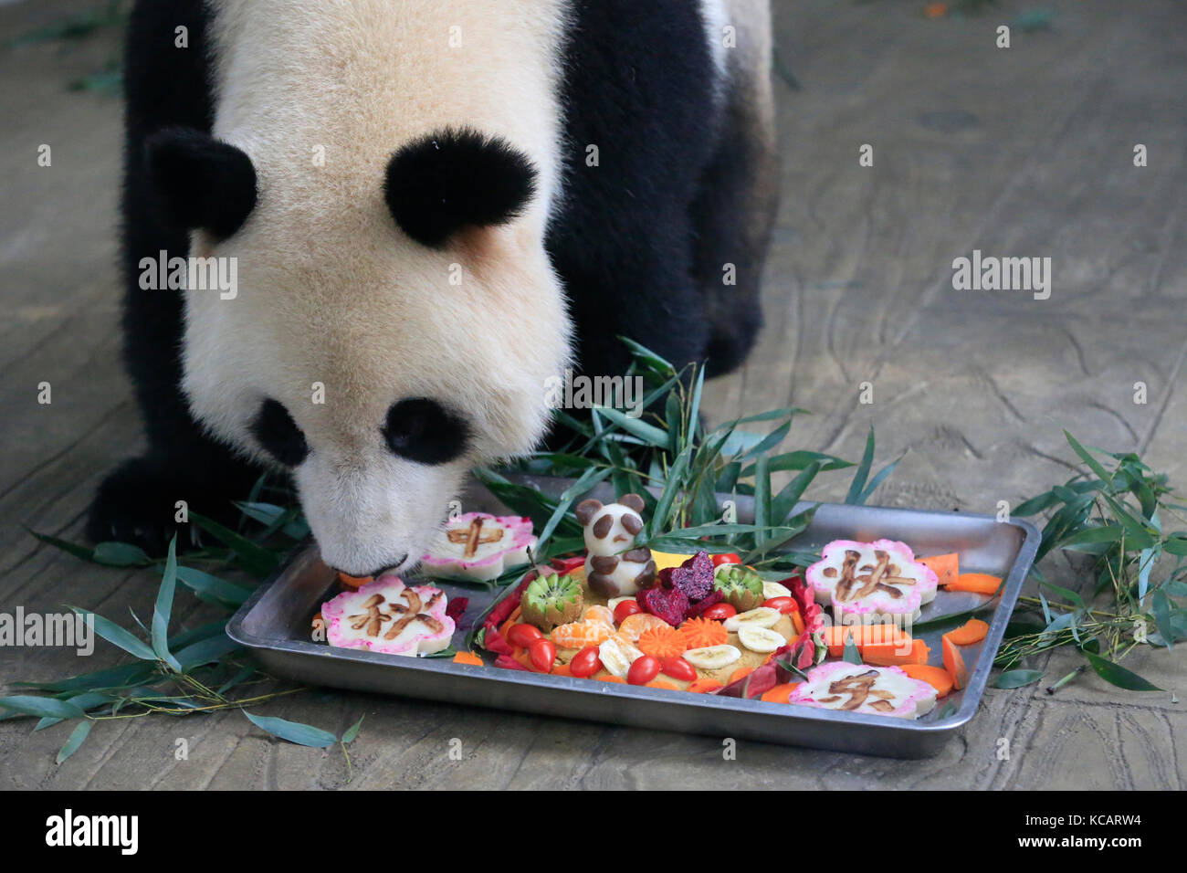 Jinan, China's Shandong Province. 4th October, 2017. Giant panda Yaji ...