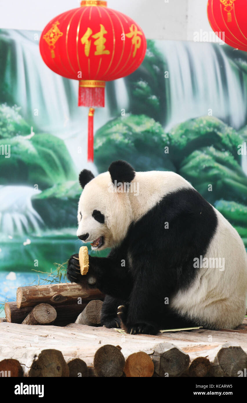 Suzhou, China's Jiangsu Province. 4th October, 2017. Giant panda Xinyue ...