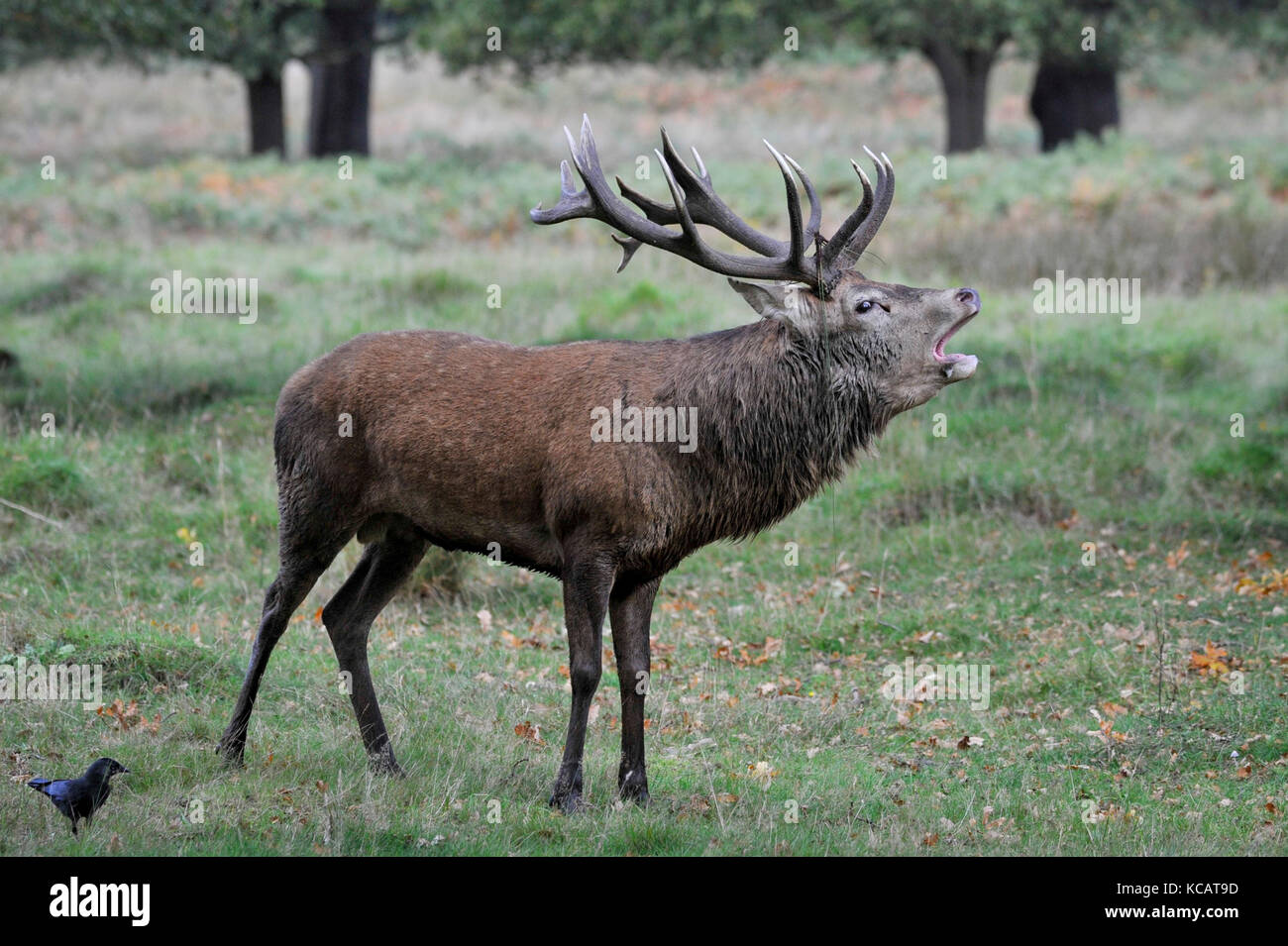 Stag mating rights hi-res stock photography and images - Alamy