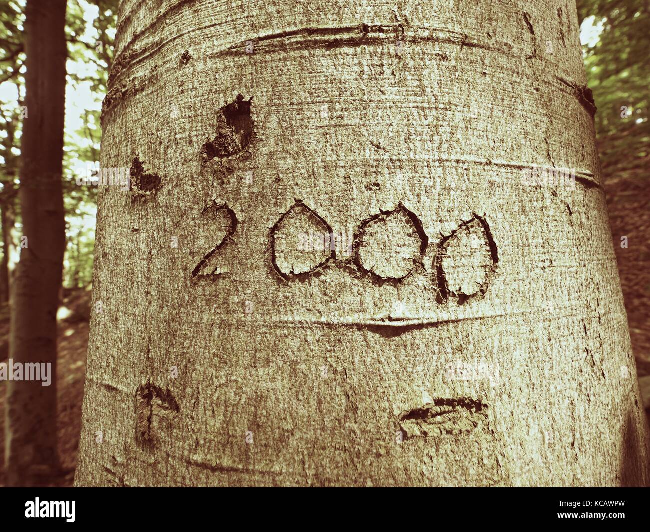 Number two thousand. Knife carving on beech tree bark. Tree vandalism ...