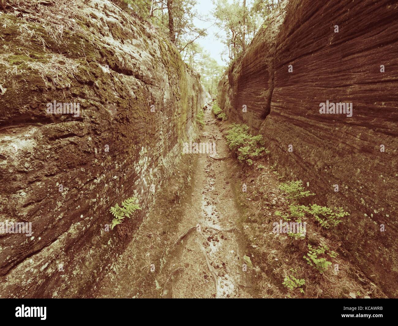 Deep entrance path in sandstone block. Historical path through pine ...