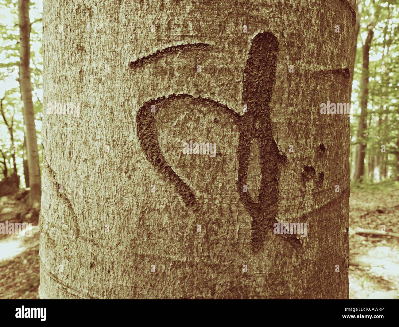 Chinese beech tree hi-res stock photography and images - Alamy