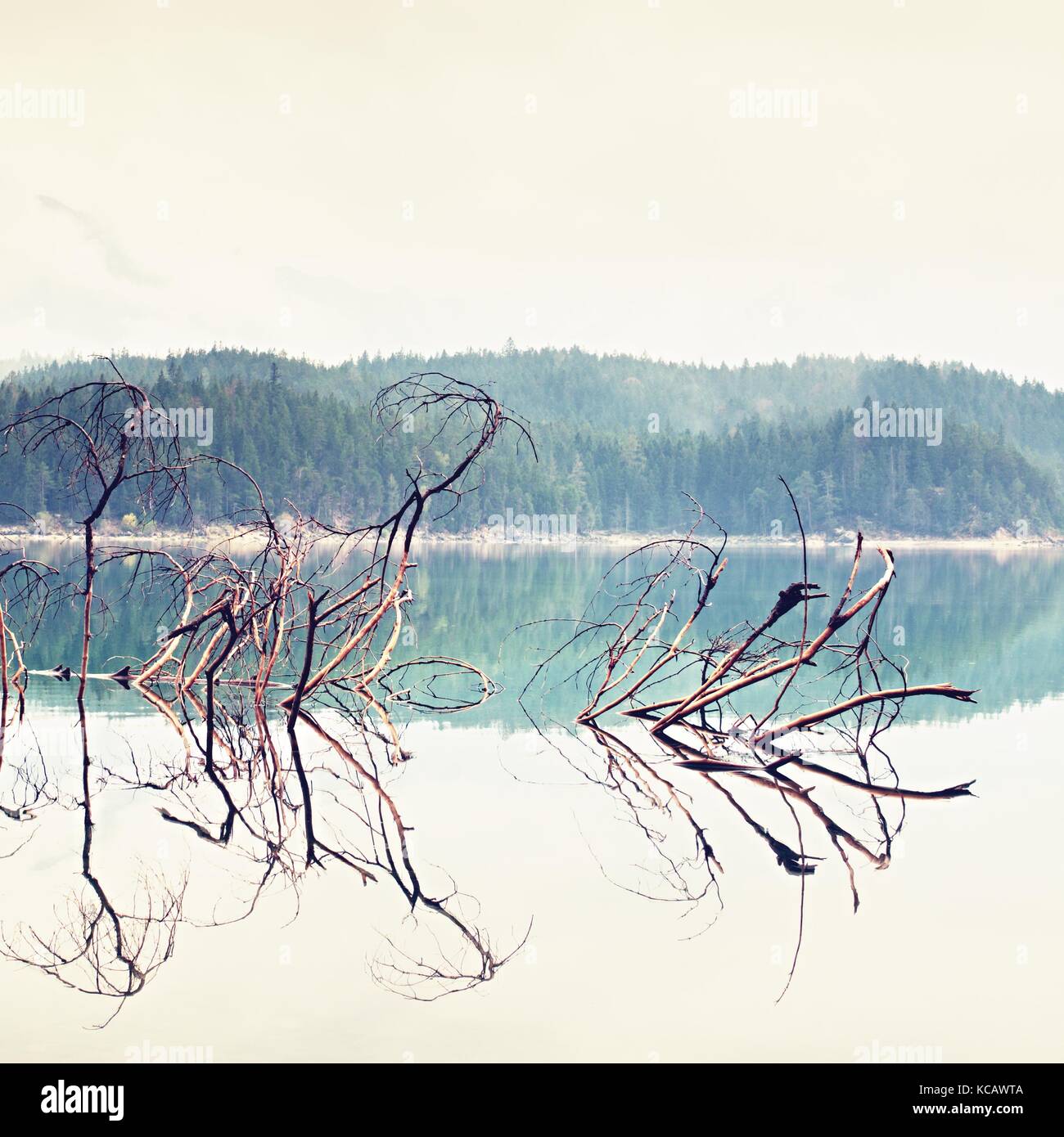 Branch of fallen tree sticking out from blue water of mountain lake ...