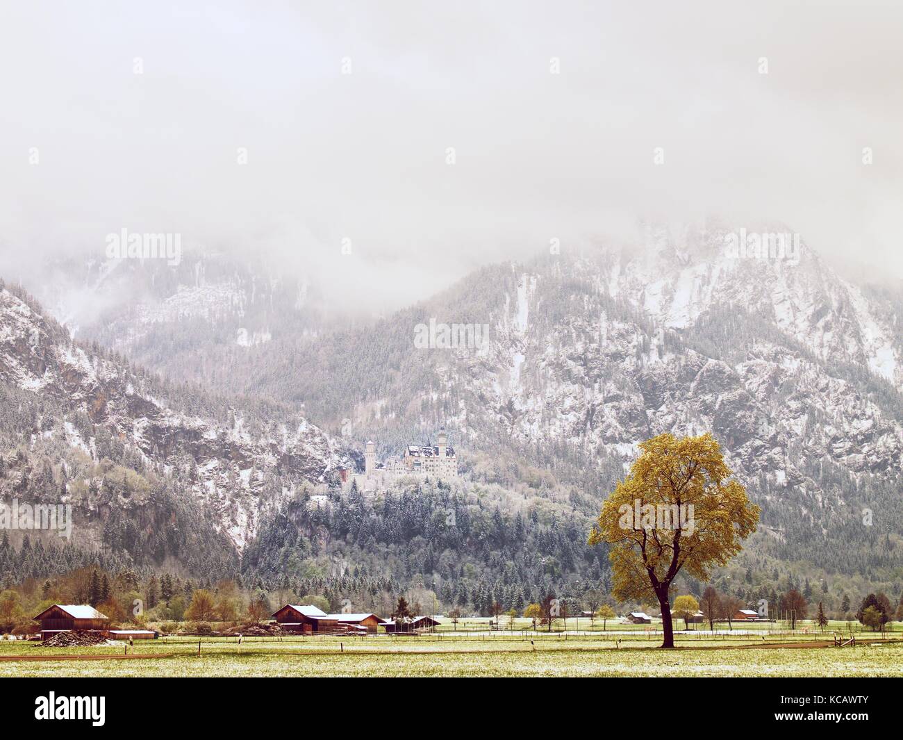 Tree in snowy meadows, april weather. Cold and damp, misty and fogy day ...