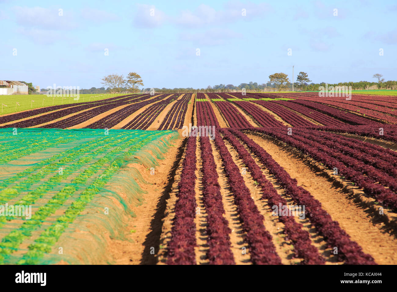Lettuce crop growing in field, Buckanay Farm, Alderton, Suffolk ...