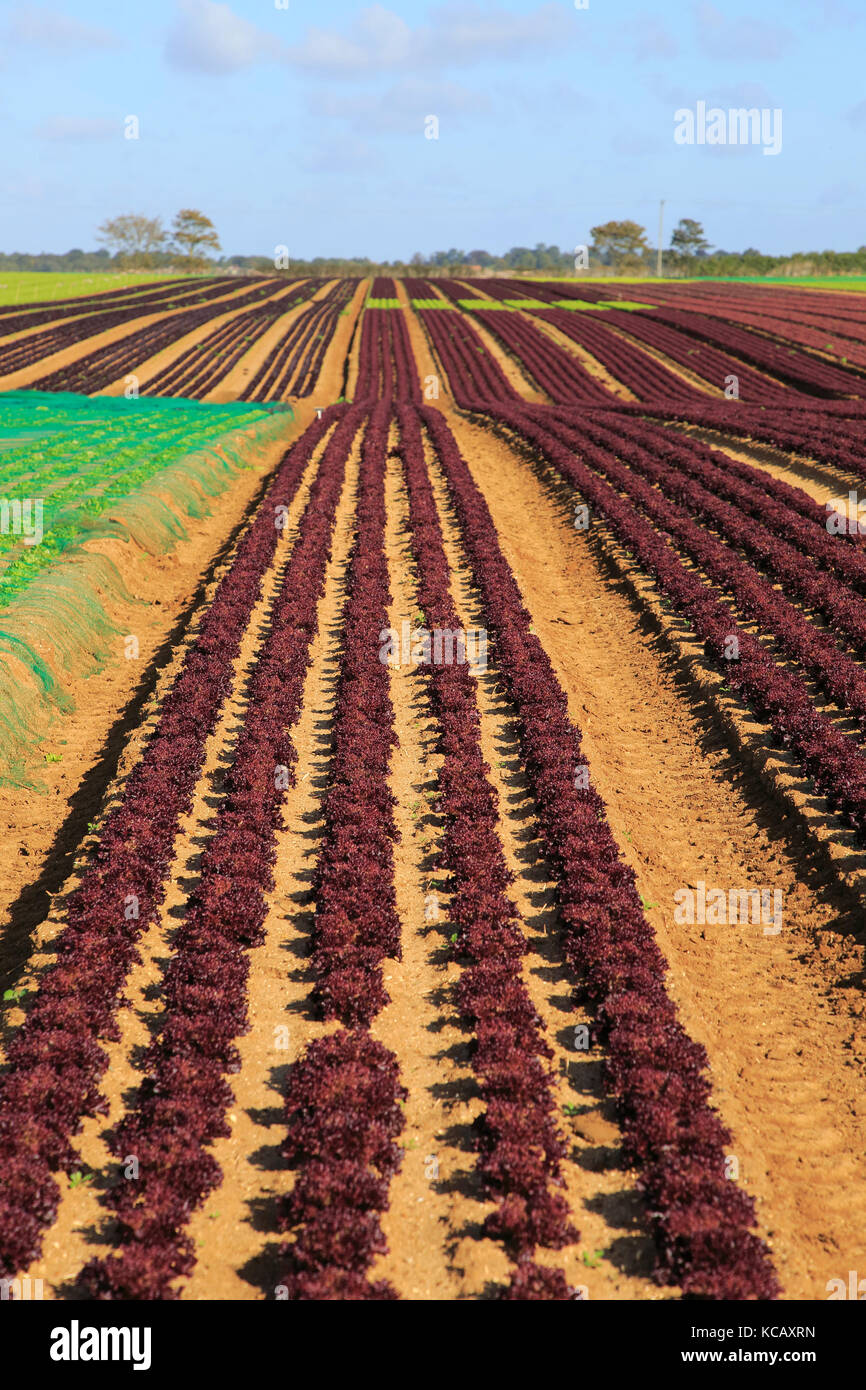 Lettuce crop growing in field, Buckanay Farm, Alderton, Suffolk ...