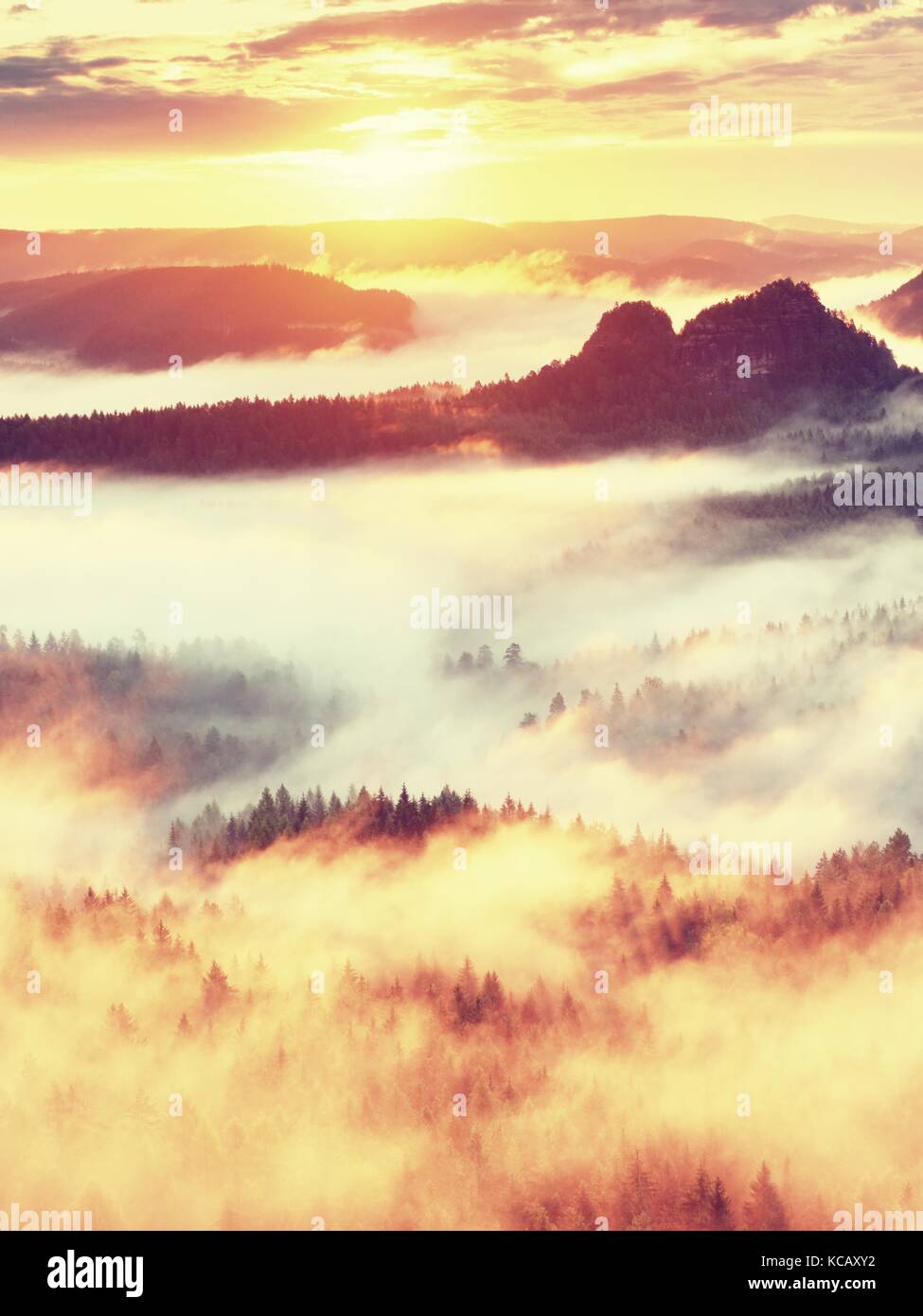 Stripped colorful mist. Summer forest after heavy rainy night. Treetops ...