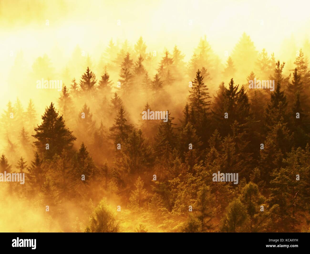 Stripped colorful mist. Summer forest after heavy rainy night. Treetops ...