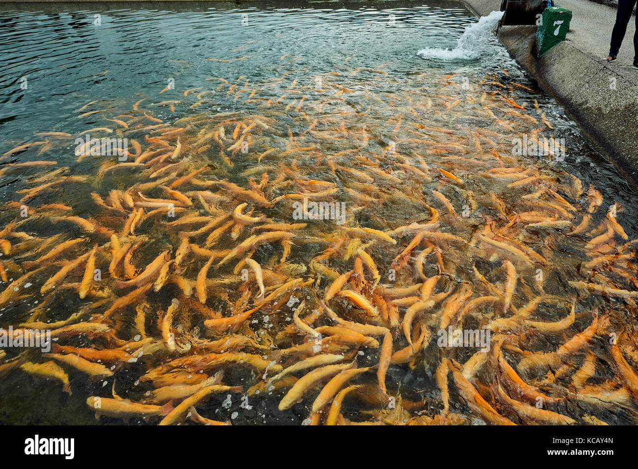 Close up of adult amber trout fish in an artificial pond Stock Photo ...