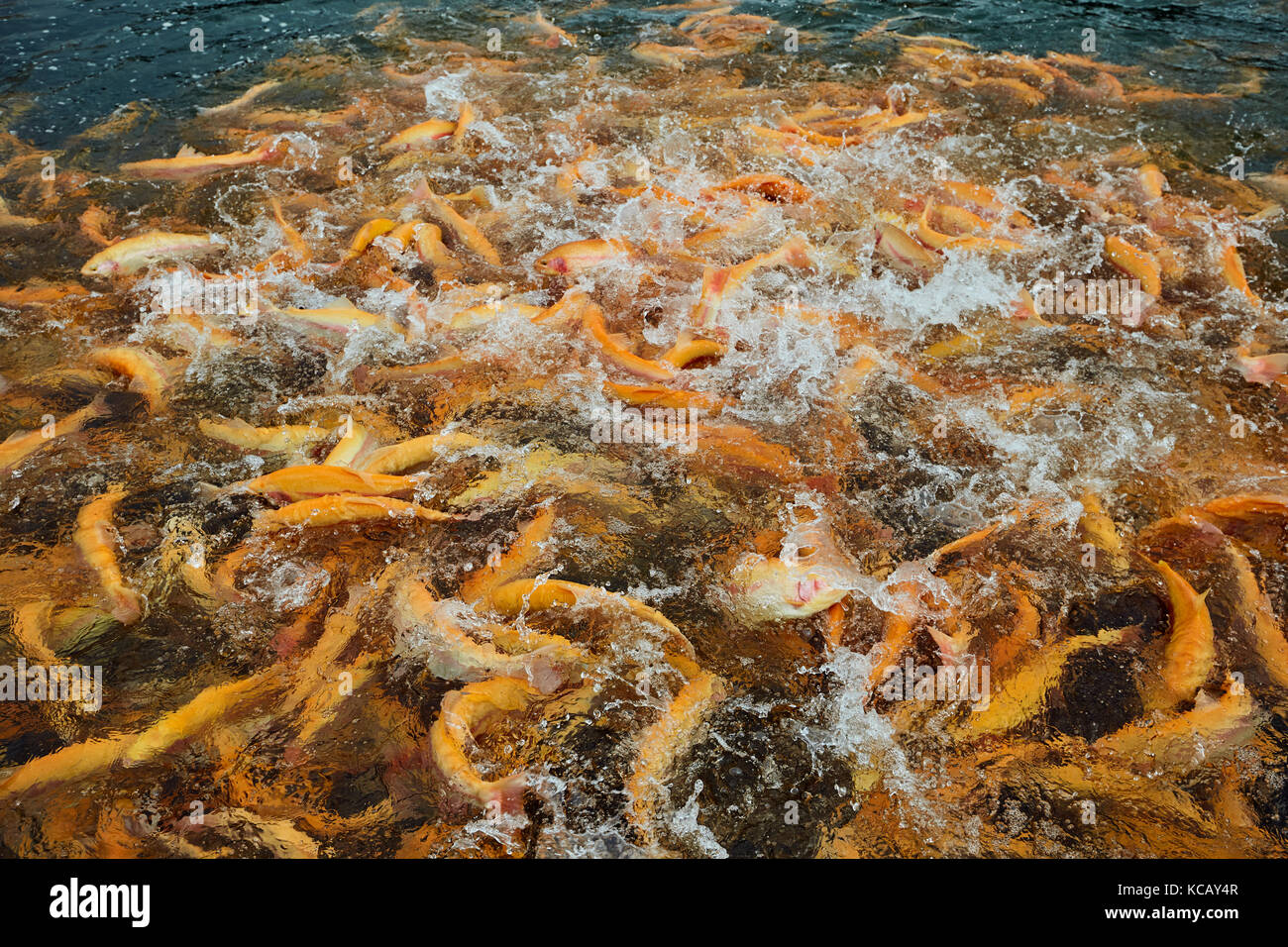 Close up of adult amber trout fish in an artificial pond Stock Photo ...