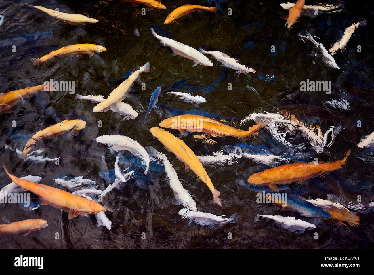 Artificial fish farming hi-res stock photography and images - Alamy