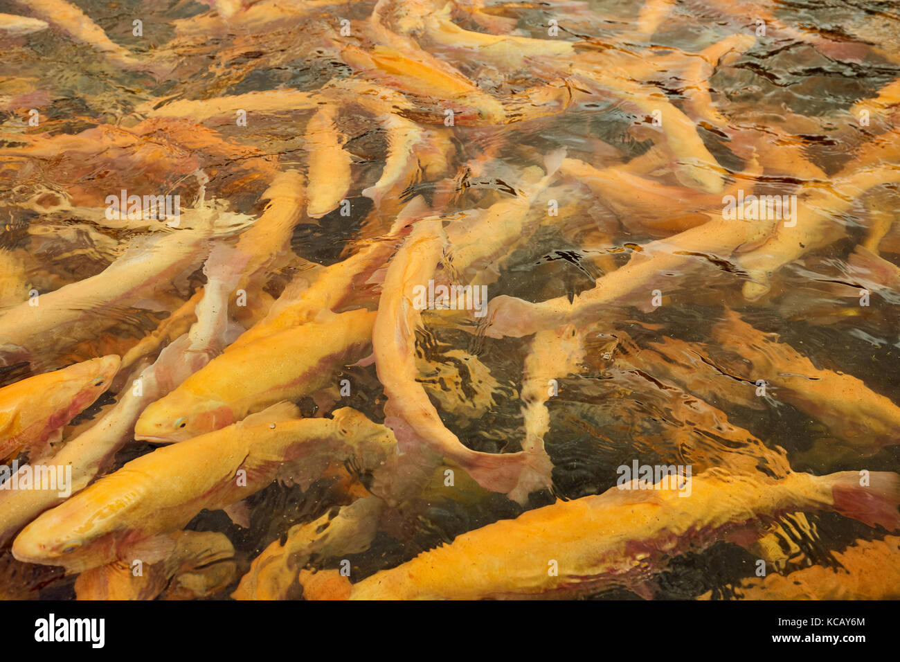 Close up of adult amber trout fish in an artificial pond Stock Photo ...