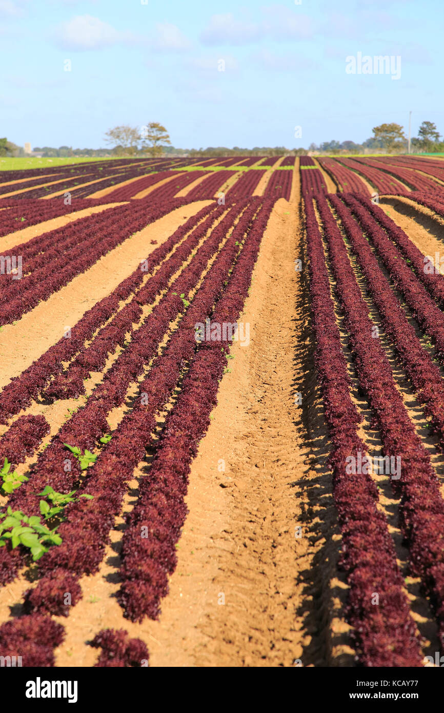 Lettuce crop growing in field, Buckanay Farm, Alderton, Suffolk ...