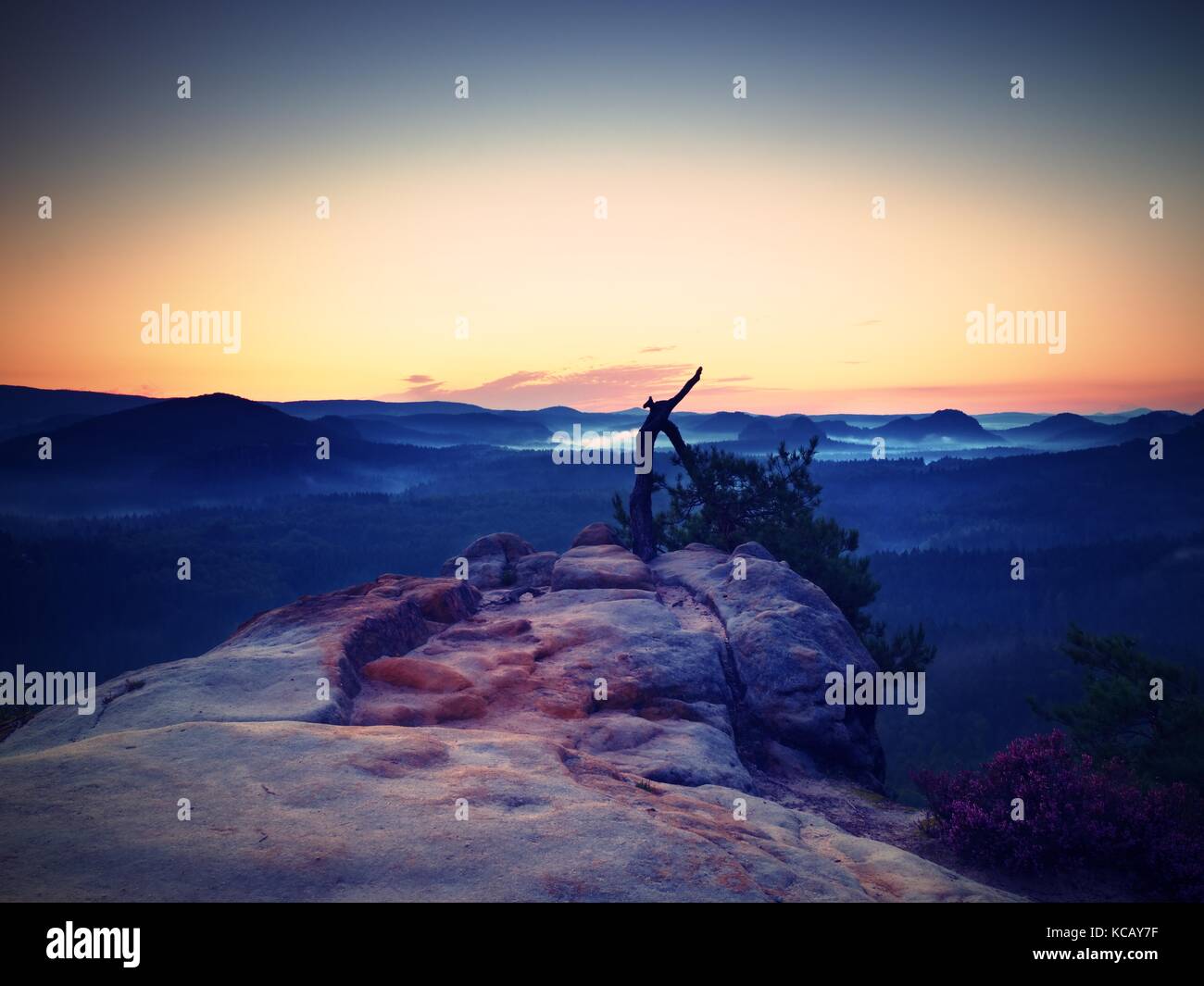 Broken wilde pine bonsai tree on rocky cliff. Sun at horizon, autumn ...