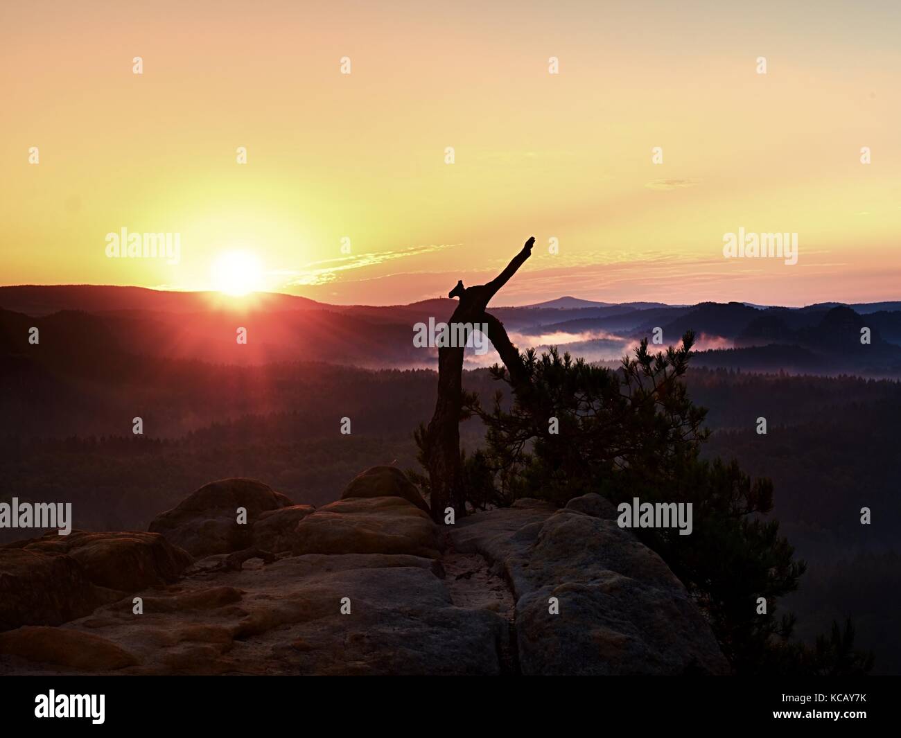 Autumn daybreak in sandstone rocks,broken pine tree. Fall valley of ...