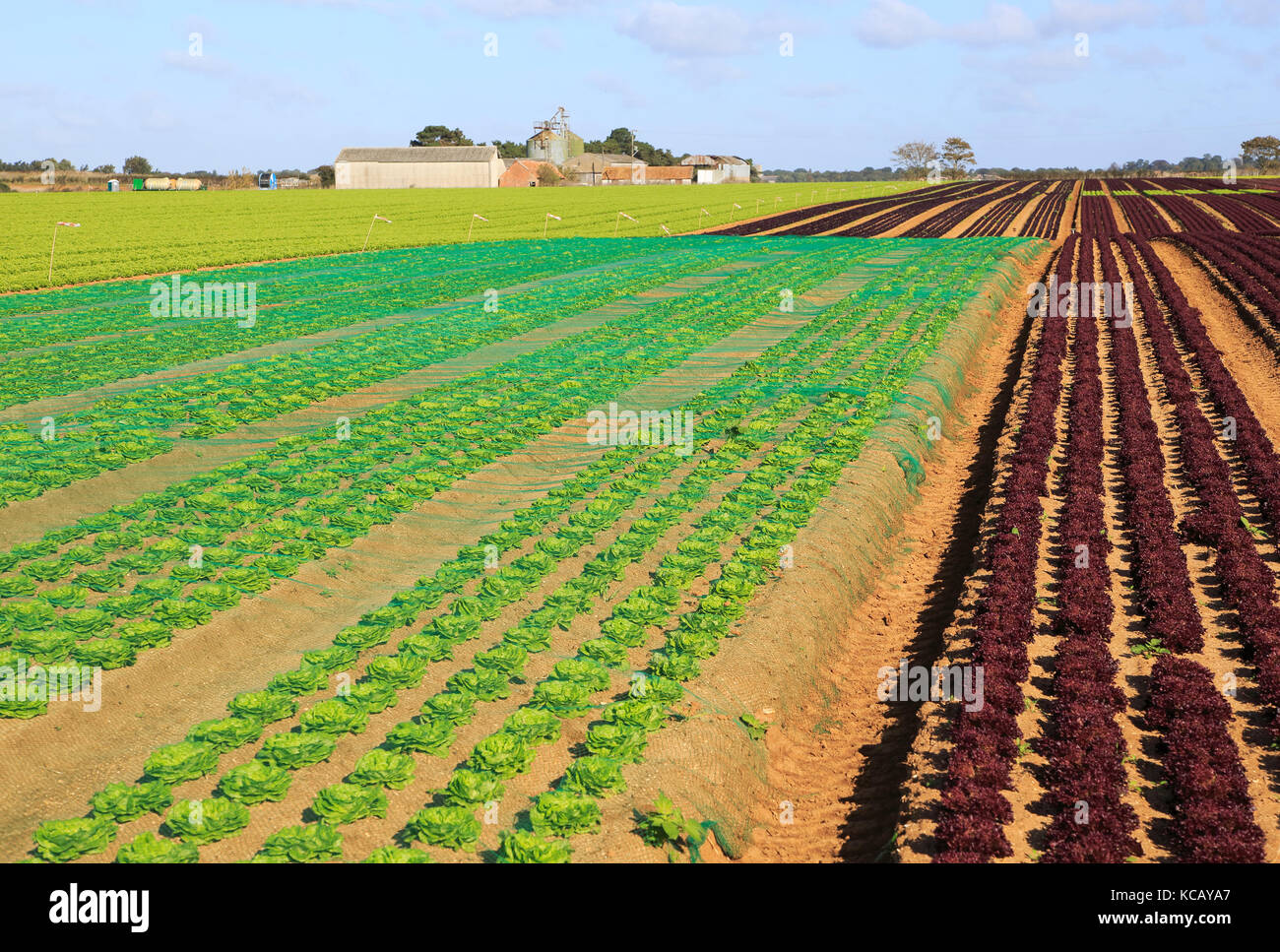 Lettuce crop growing in field, Buckanay Farm, Alderton, Suffolk ...