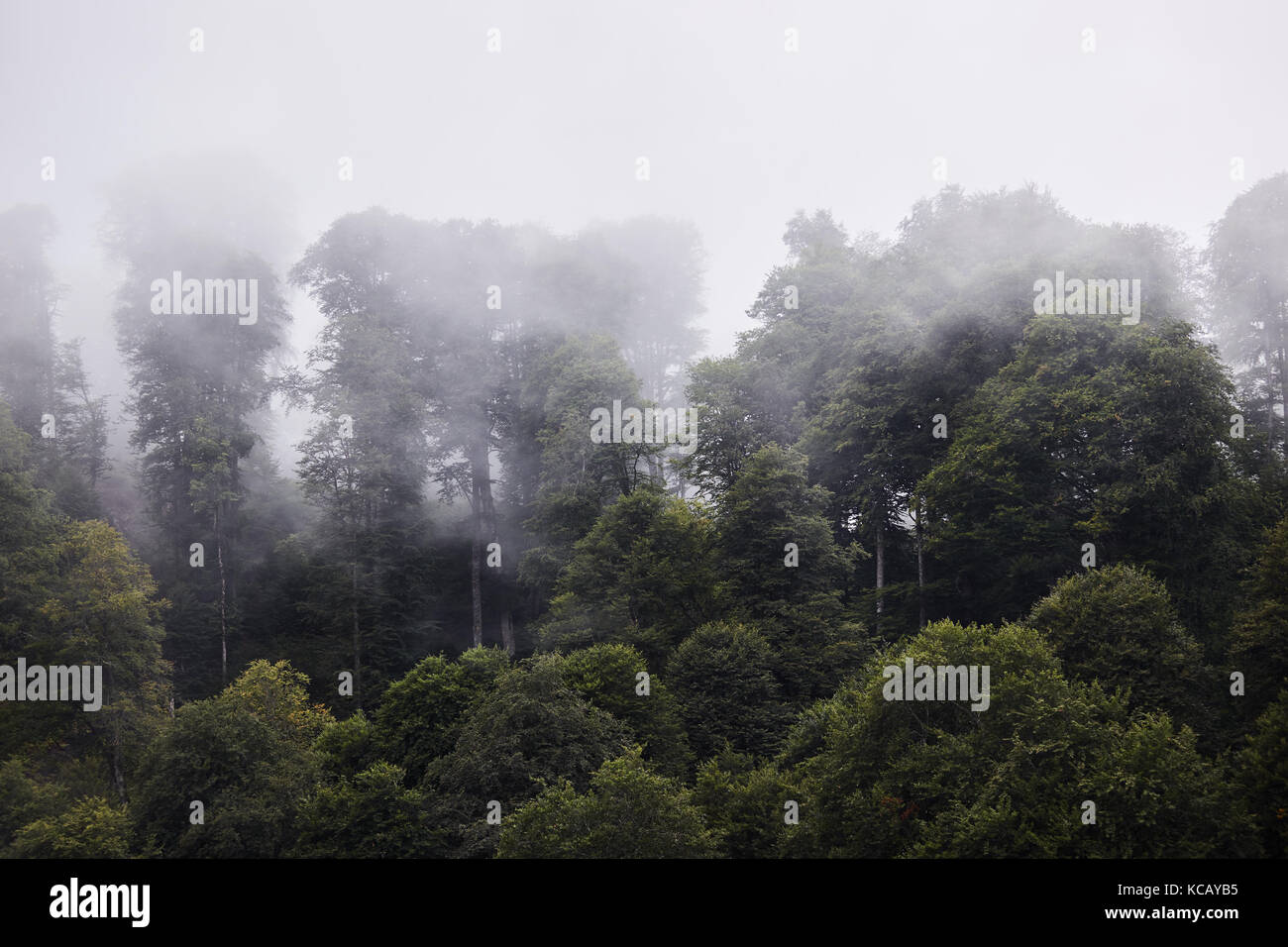 Deep fog in pine-tree misty summer forest Stock Photo - Alamy
