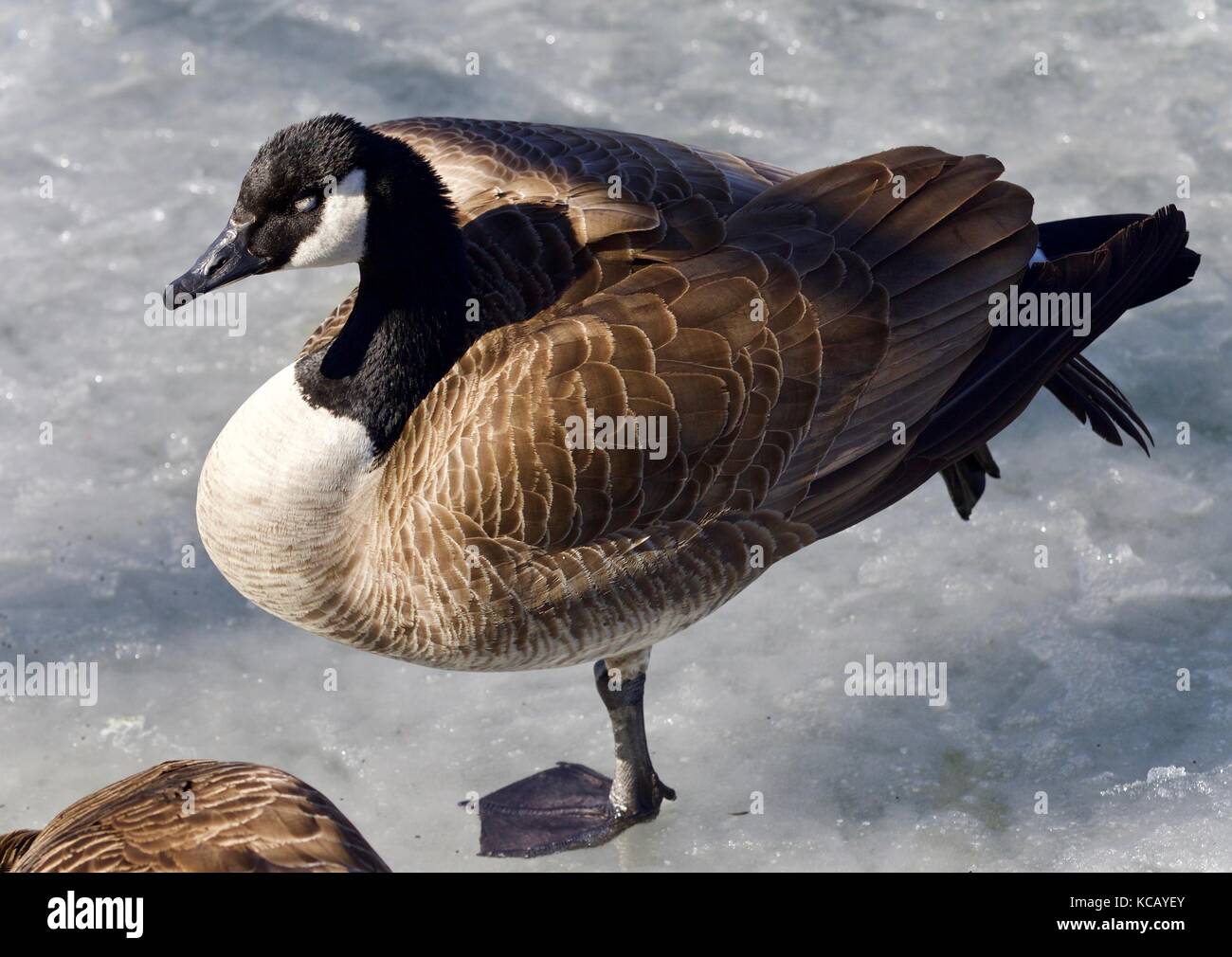 Isolated picture with a Canada goose standing Stock Photo - Alamy