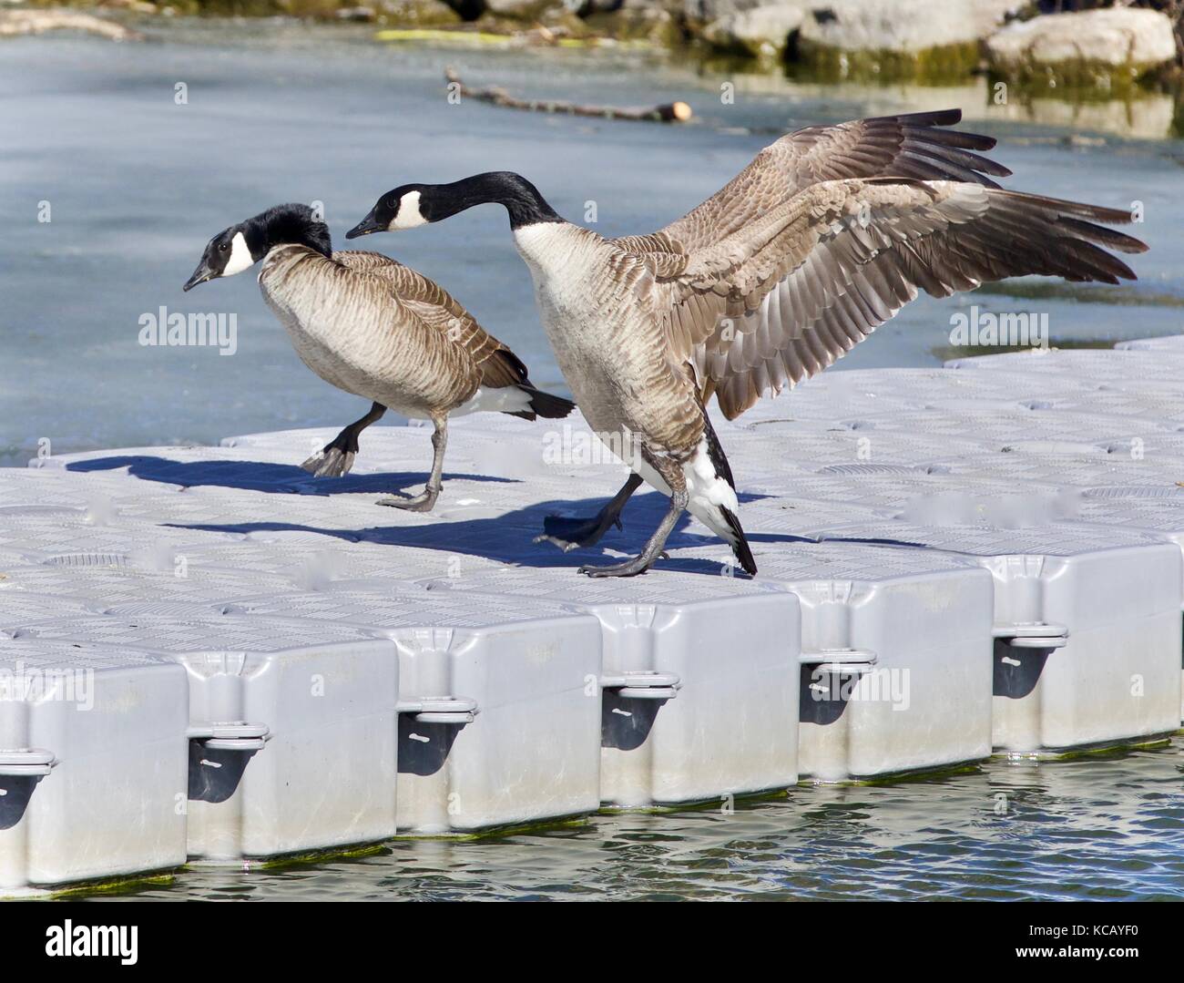 Isolated picture with a Canada goose standing Stock Photo - Alamy