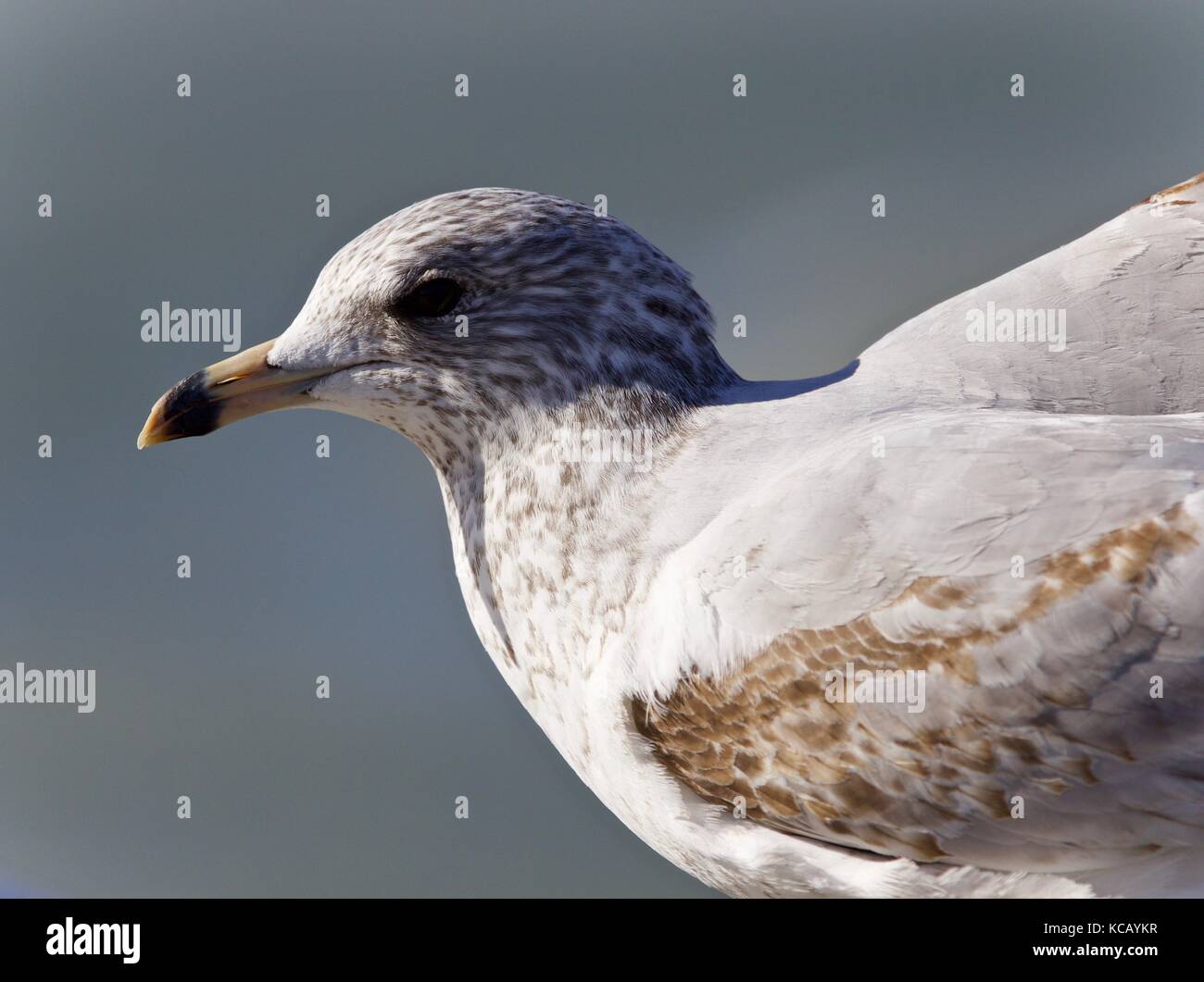 Beautiful image of a cute gull on a shore Stock Photo - Alamy