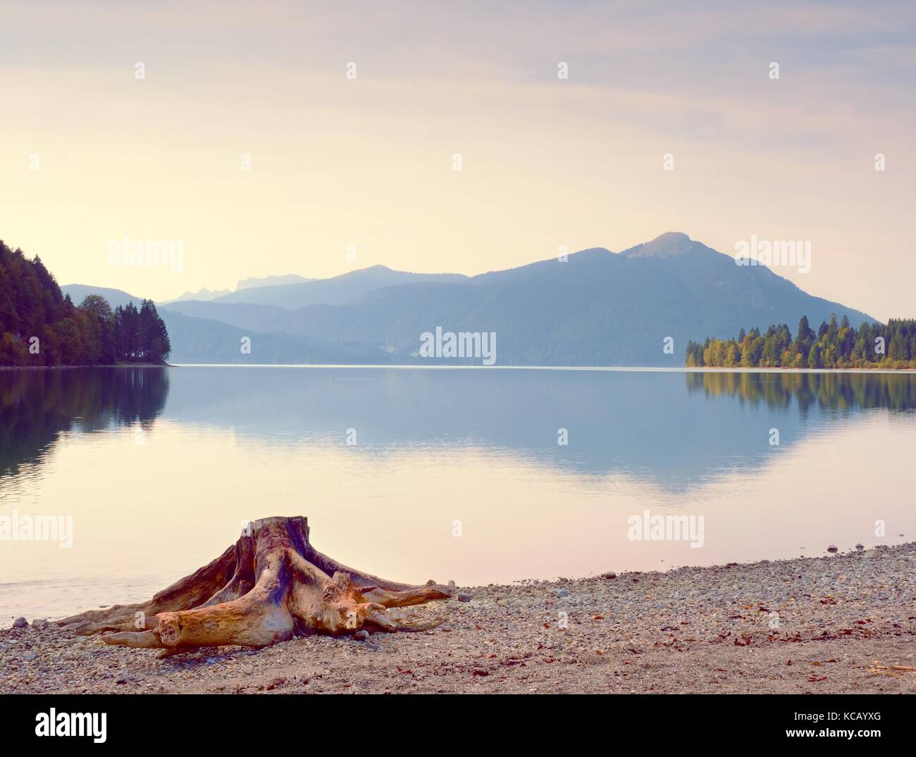 Evening shore of Alps lake. Beach with dead tree stump. Autumn at pond ...