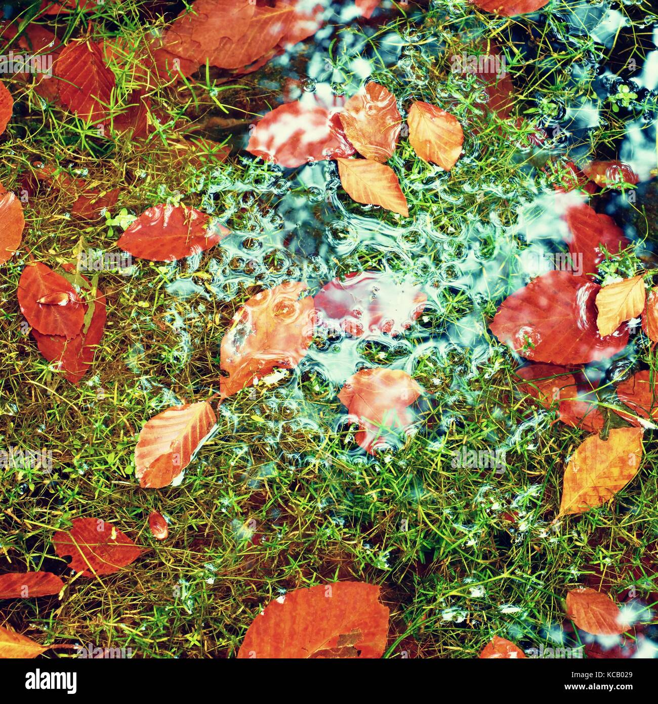Algae with caught fallen leaves on basalt gravel in mirrored water of ...