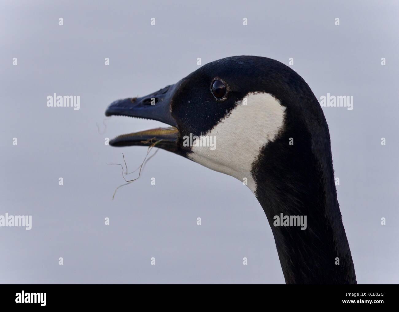 Picture with a scared Canada goose screaming Stock Photo - Alamy