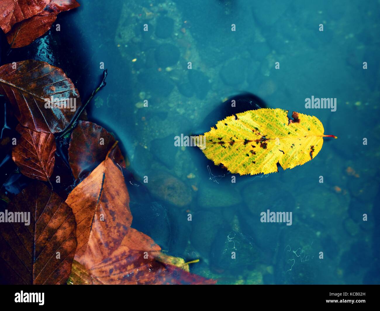 Autumn colors. Death beech yellow leaf caught in cold mountain stream ...