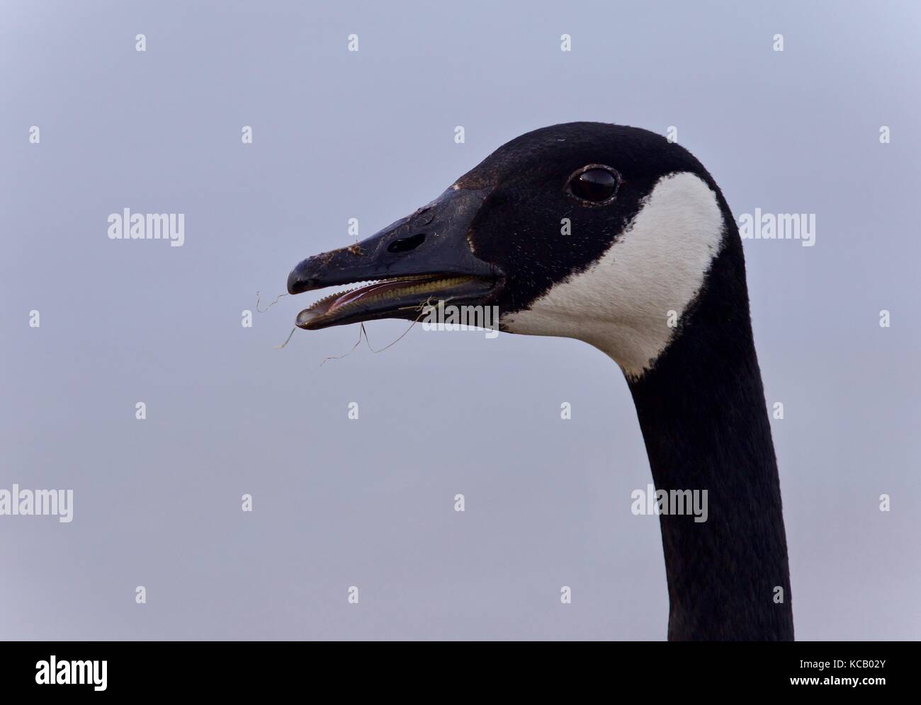Isolated photo of a funny Canada goose screaming Stock Photo - Alamy