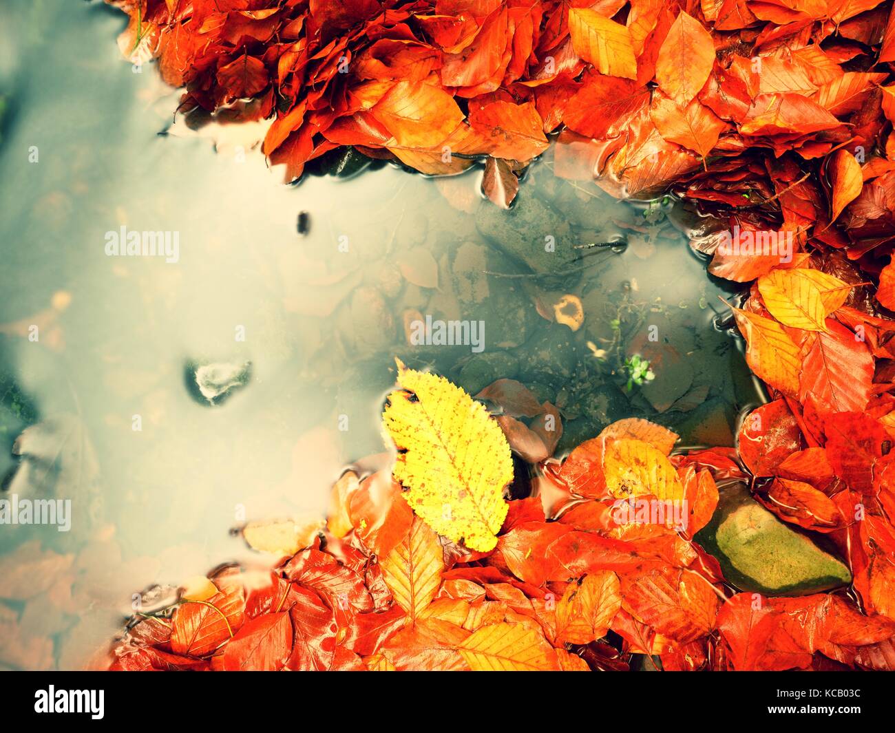 Water mirror in fall colors. Detail of leaves in mountain river. Cover ...