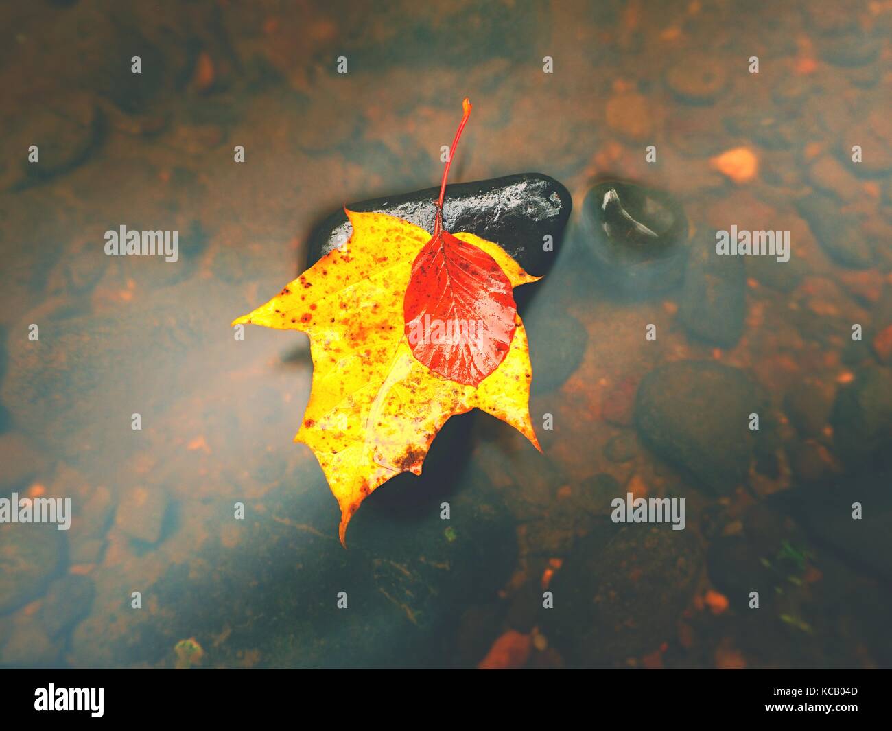 Rotten brook hi-res stock photography and images - Alamy