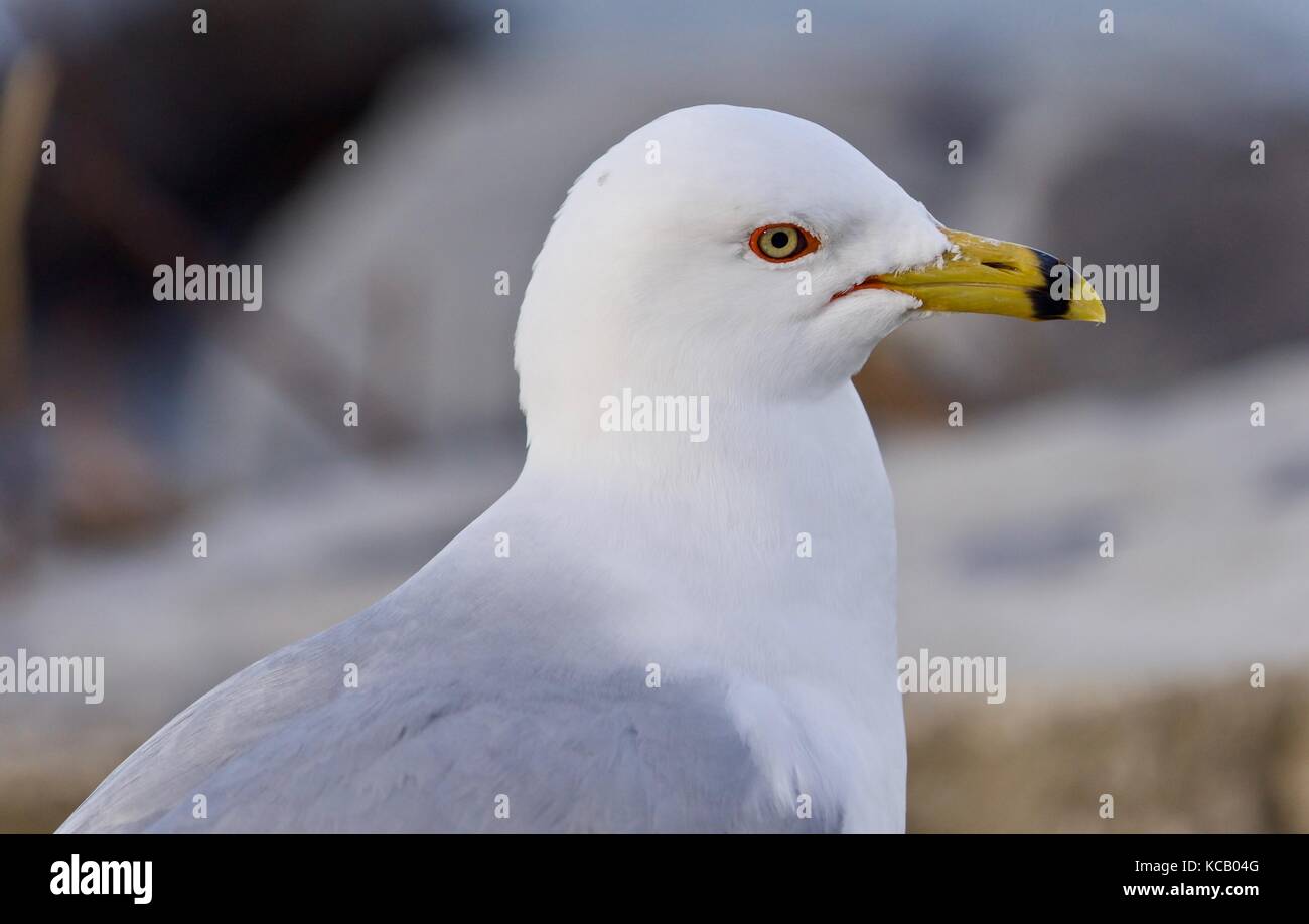 Isolated picture with a gull looking for food Stock Photo - Alamy