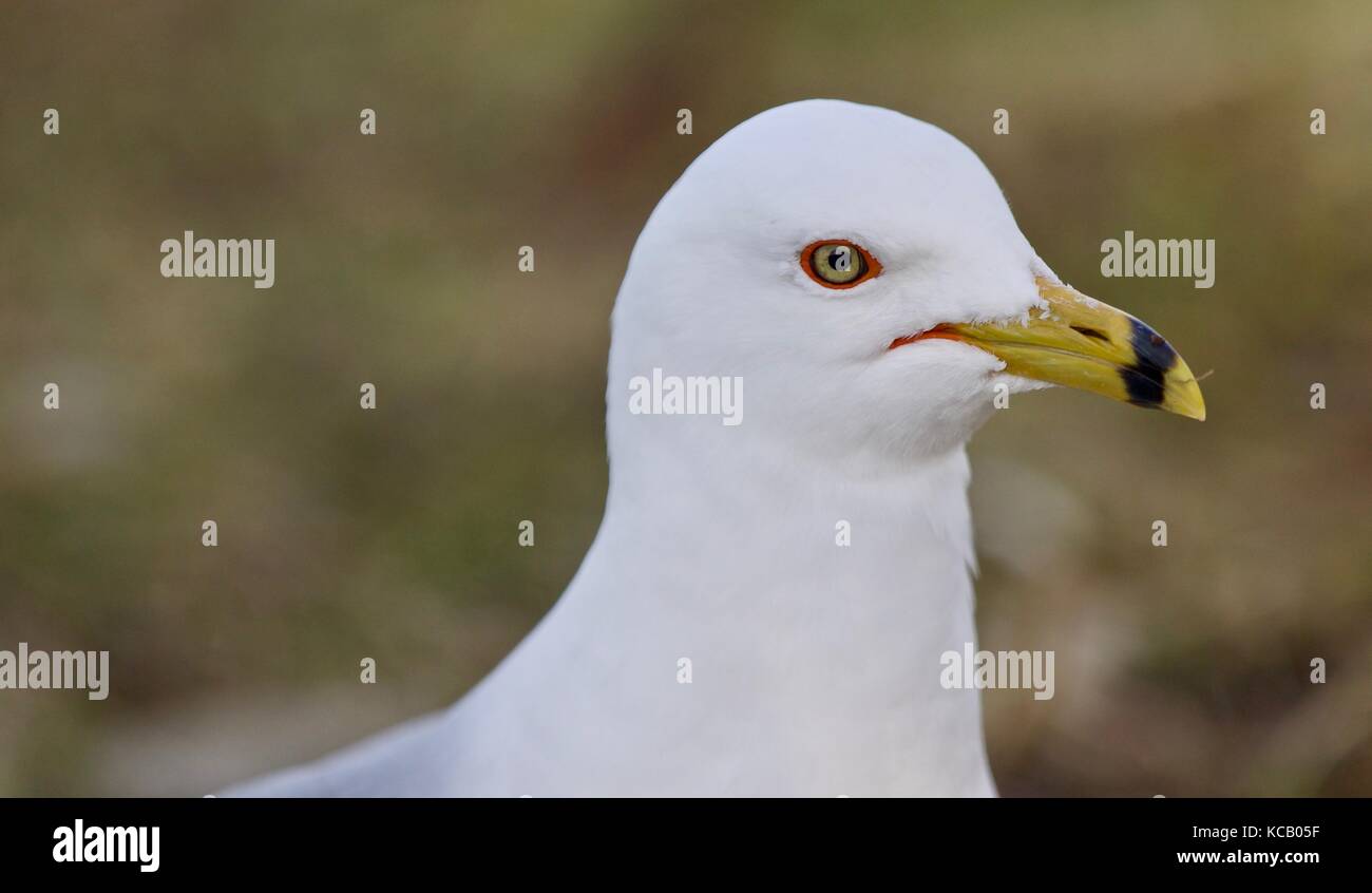 Beautiful background with a cute gull Stock Photo - Alamy