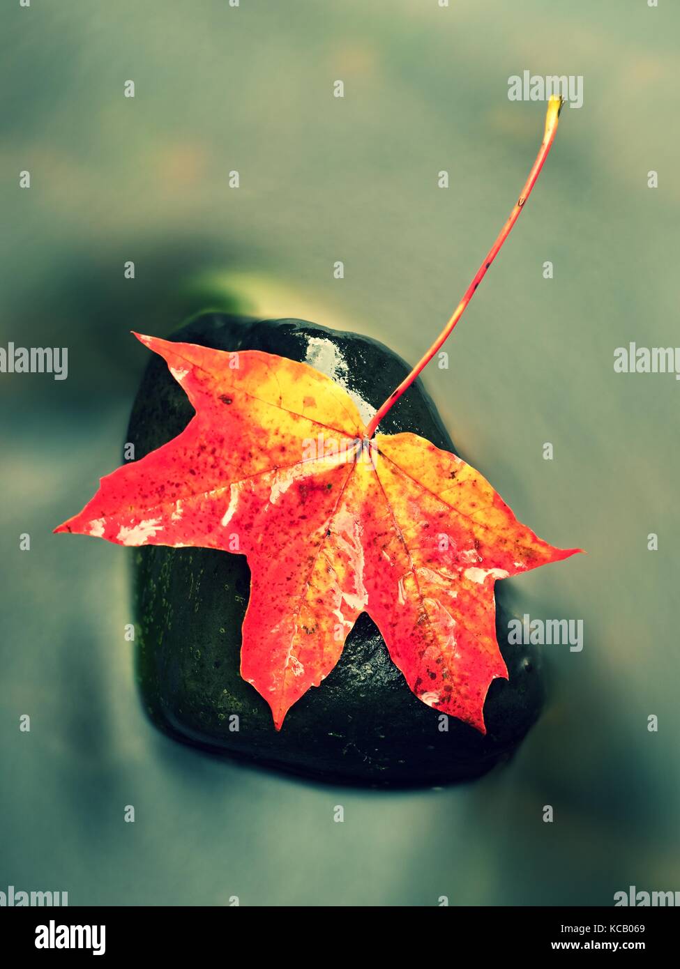 Autumn nature. Detail of rotten orange red maple leaf. Fall leaf lay on ...