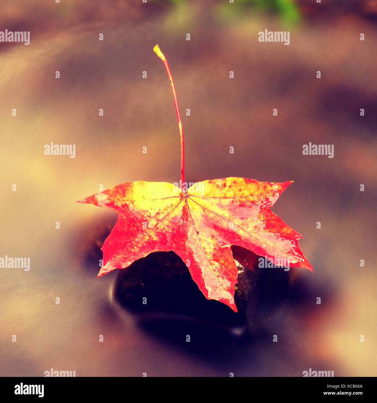 Fallen maple leaf. Rotten yellow orange dotted maple leaf in cold water ...