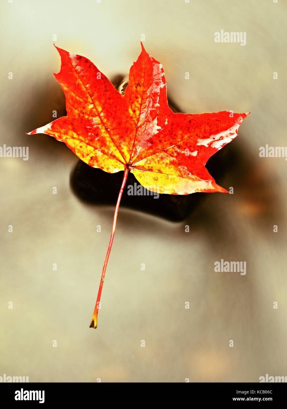 Fallen maple leaf. Rotten yellow orange dotted maple leaf in cold water ...