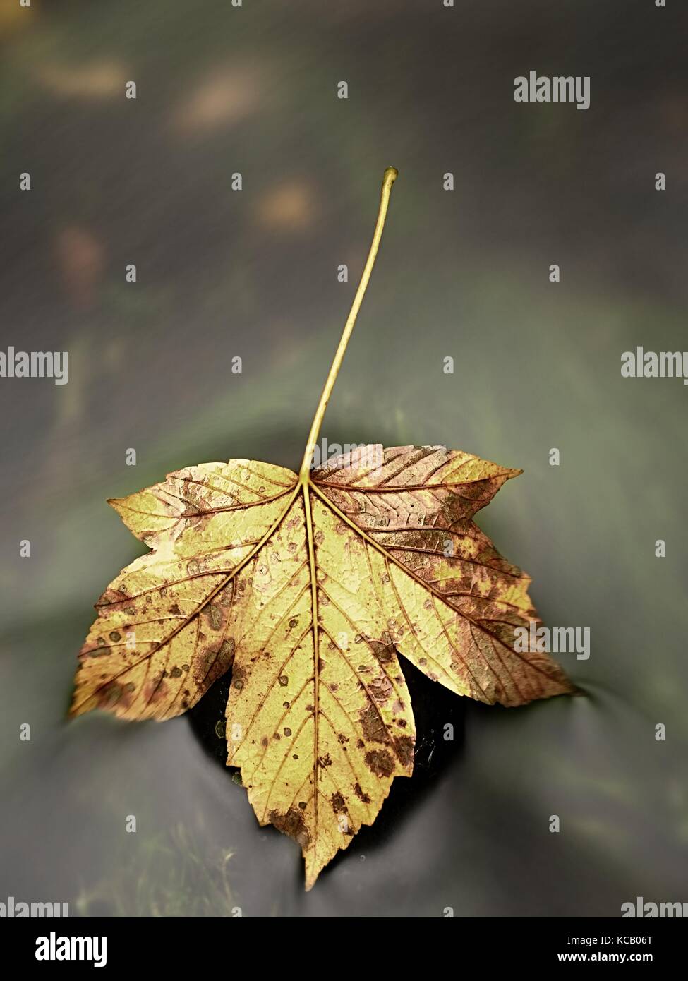 The colorful broken leaf from maple tree on basalt stones in blurred ...