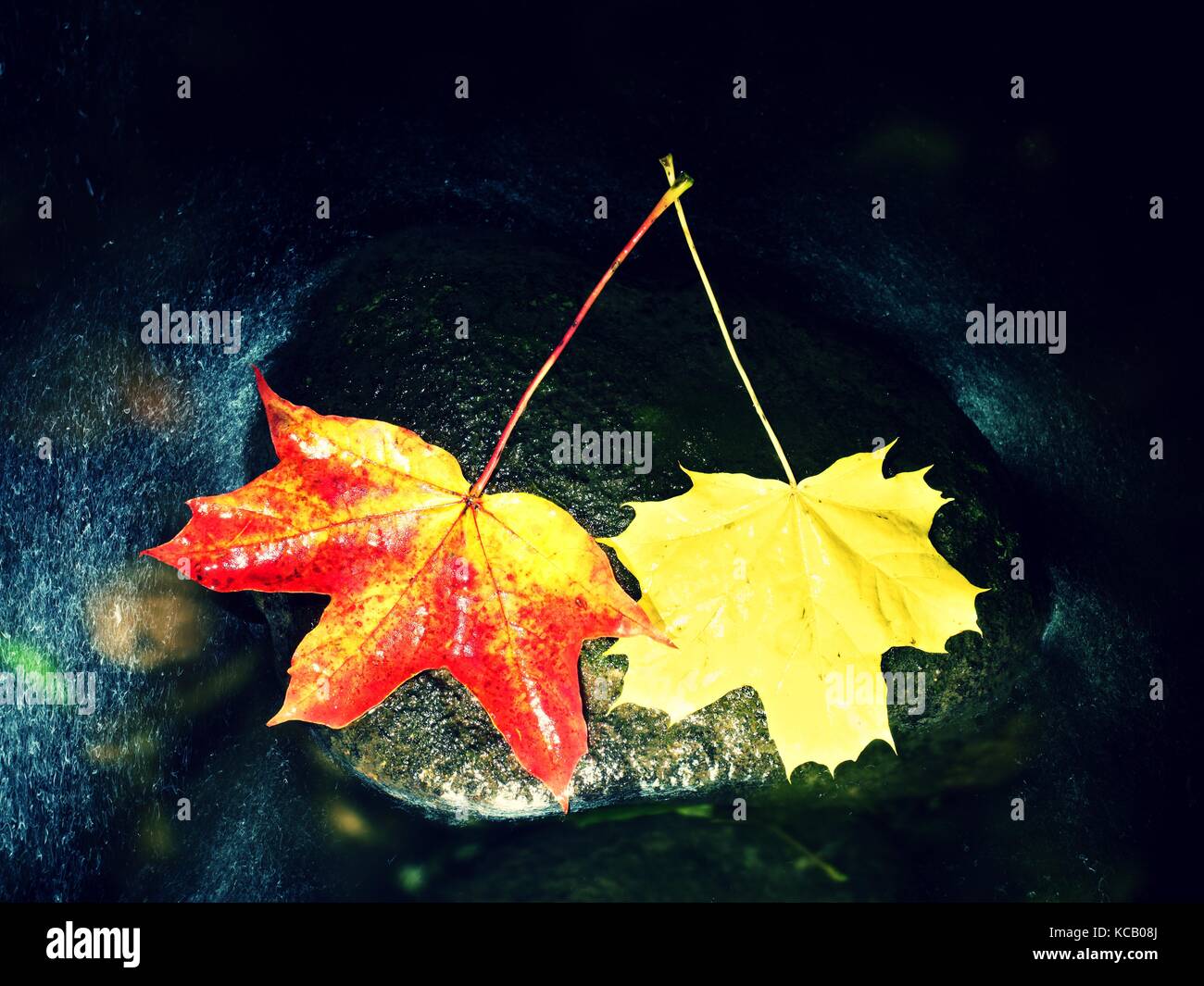 Yellow red maple leaves flow in river. Dried fallen colorful leaves on ...