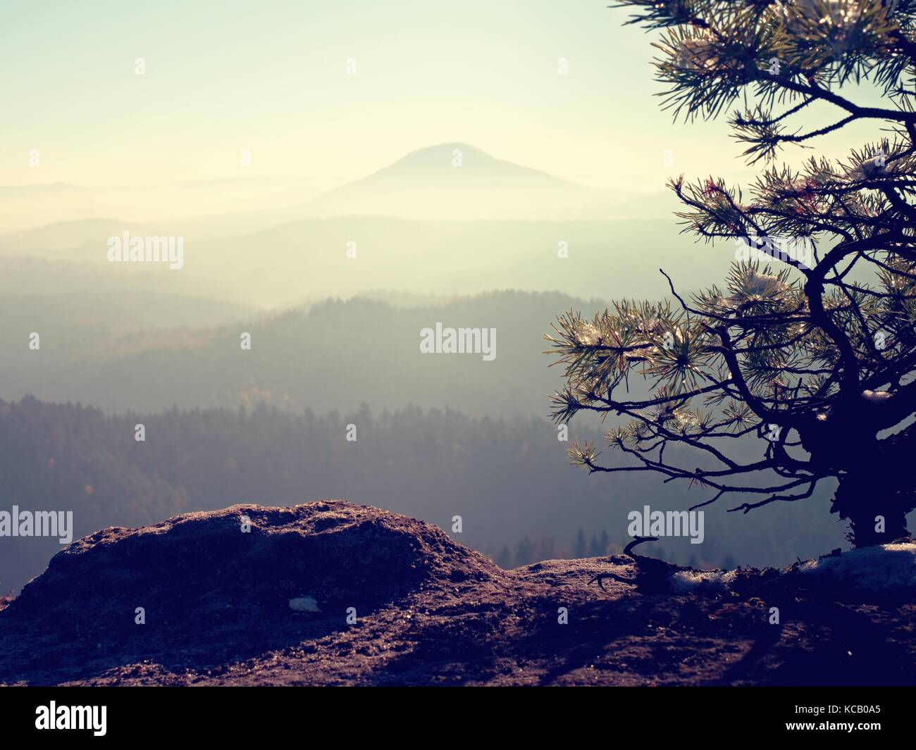 Wild bonsai pine tree on sandstone rocky cliff. Tourist resort. Natural ...