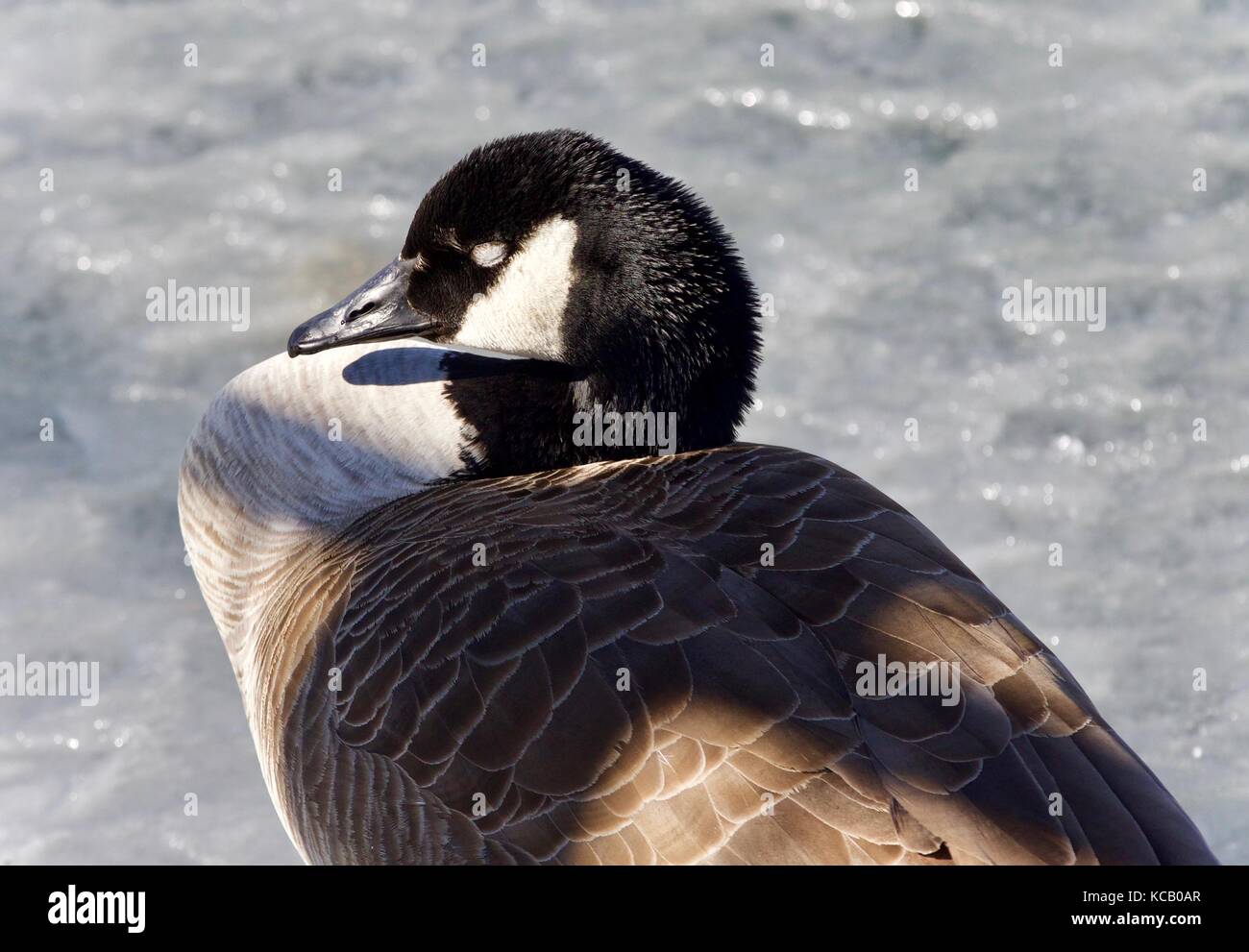 Canada goose sleeping hi-res stock photography and images - Alamy